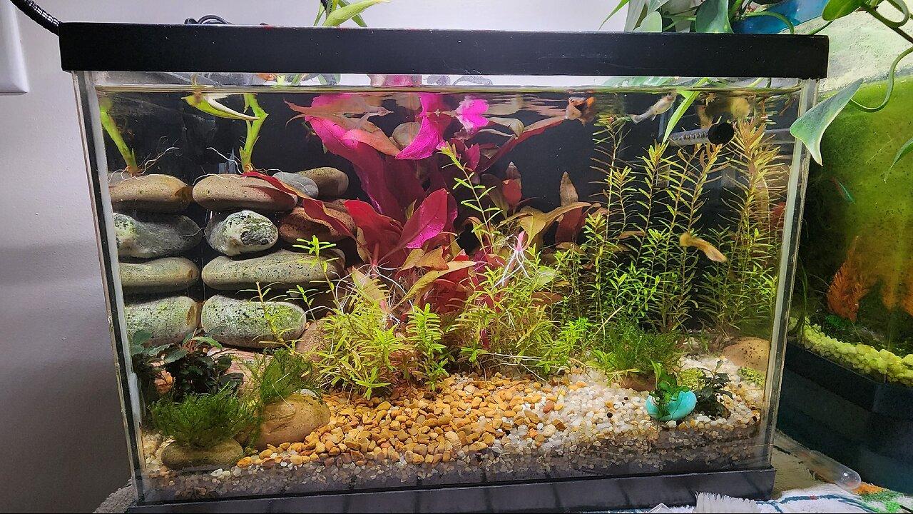 Swimming with the Fishes to test the Rumble - One News Page VIDEO