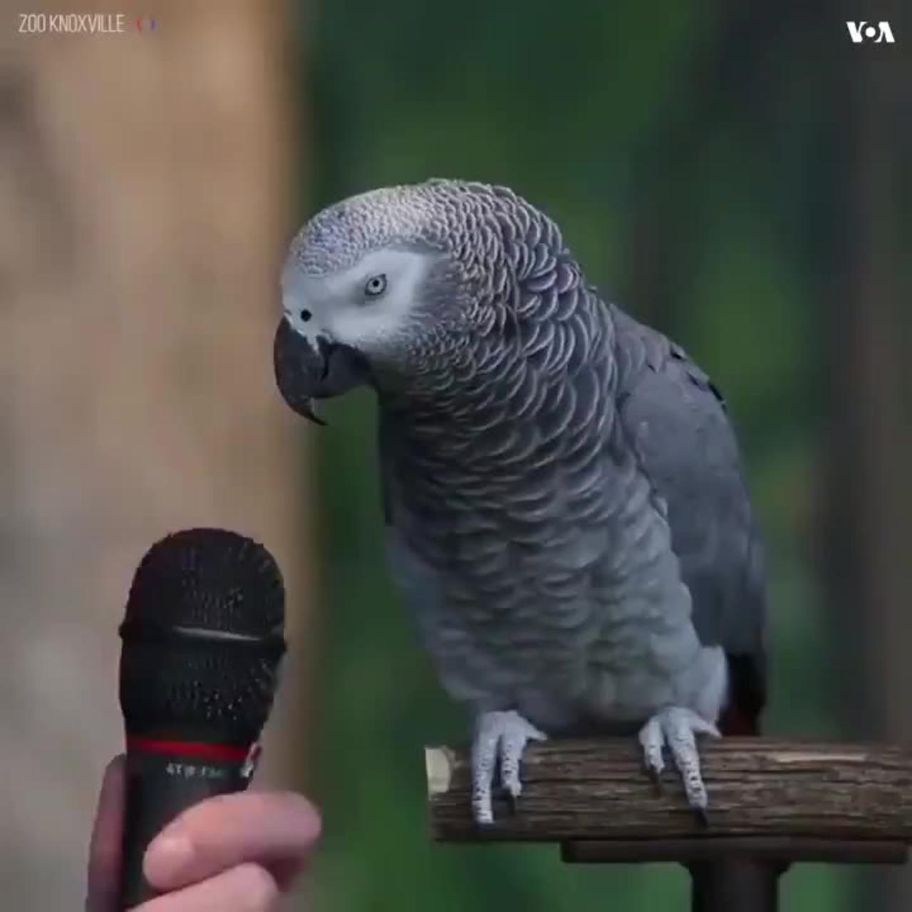 Imitating Bird - One News Page VIDEO