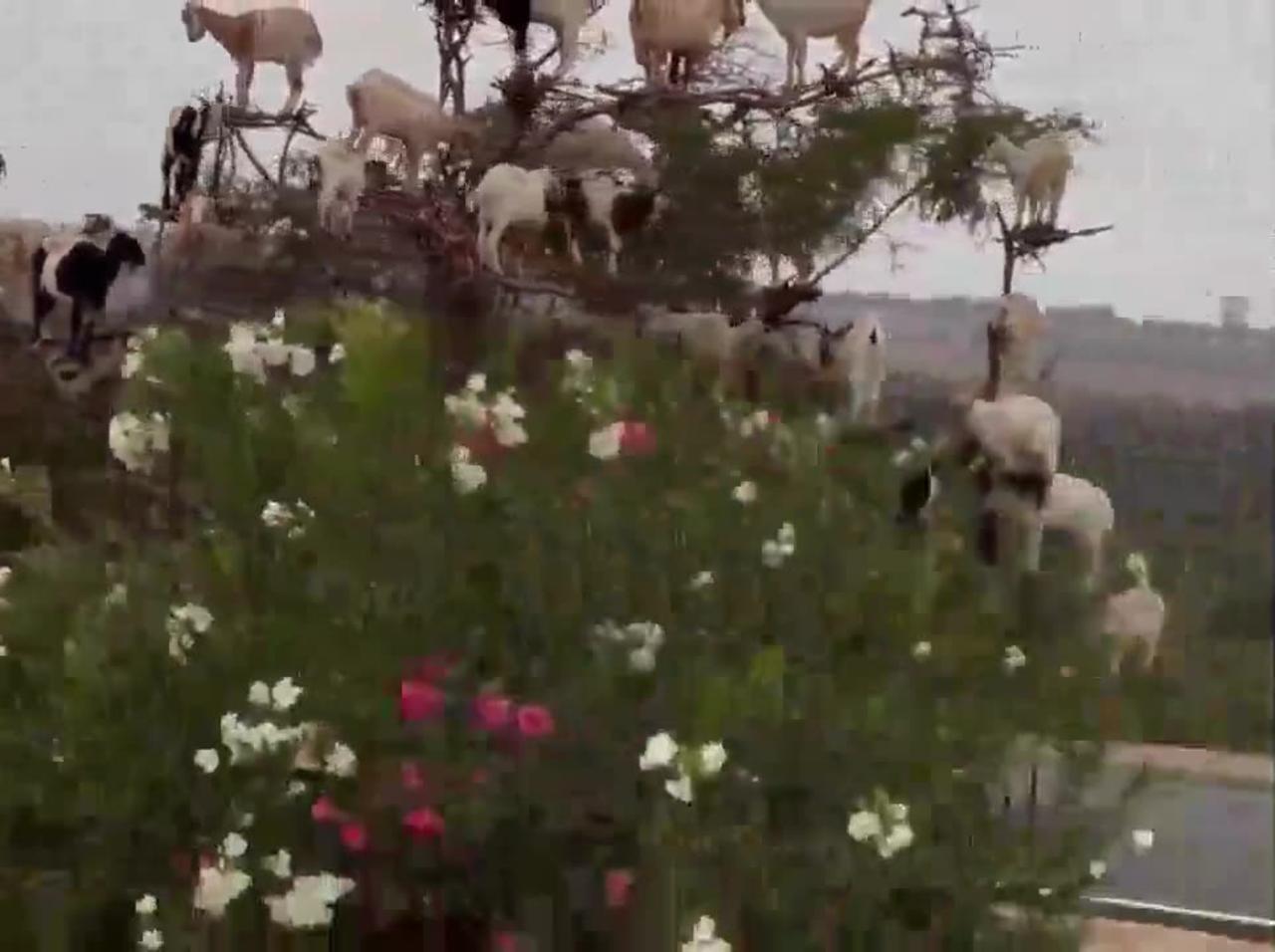 Goats grow on Argan tree in Morocco - One News Page VIDEO