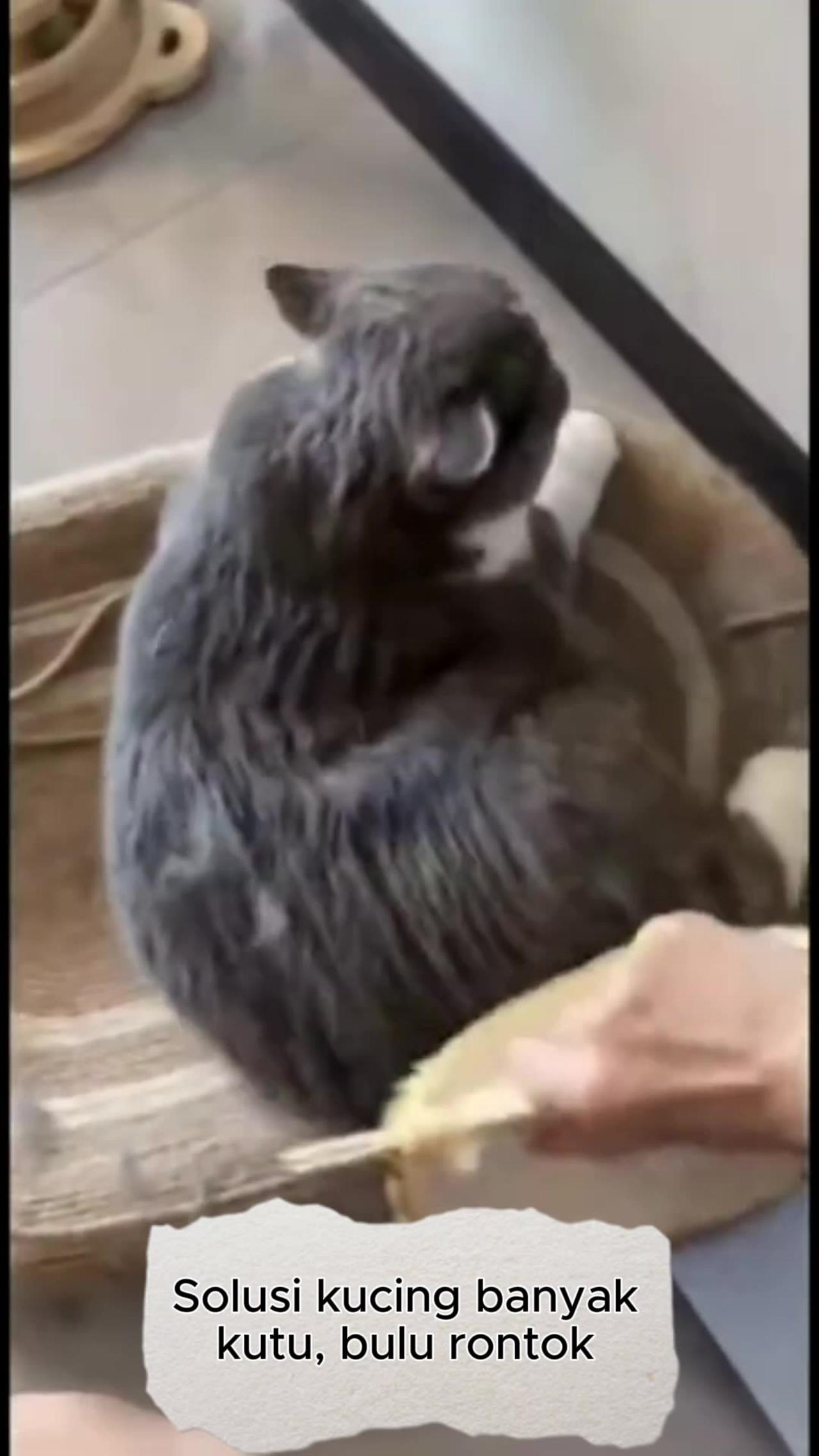 The most economical, unique, and expensive cat - One News Page VIDEO