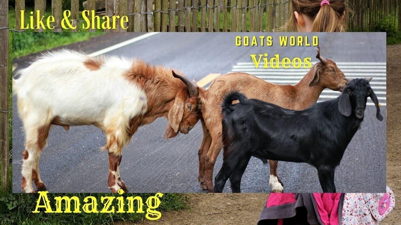 Animal Goats Video in The World - Amazing Video - One News Page VIDEO