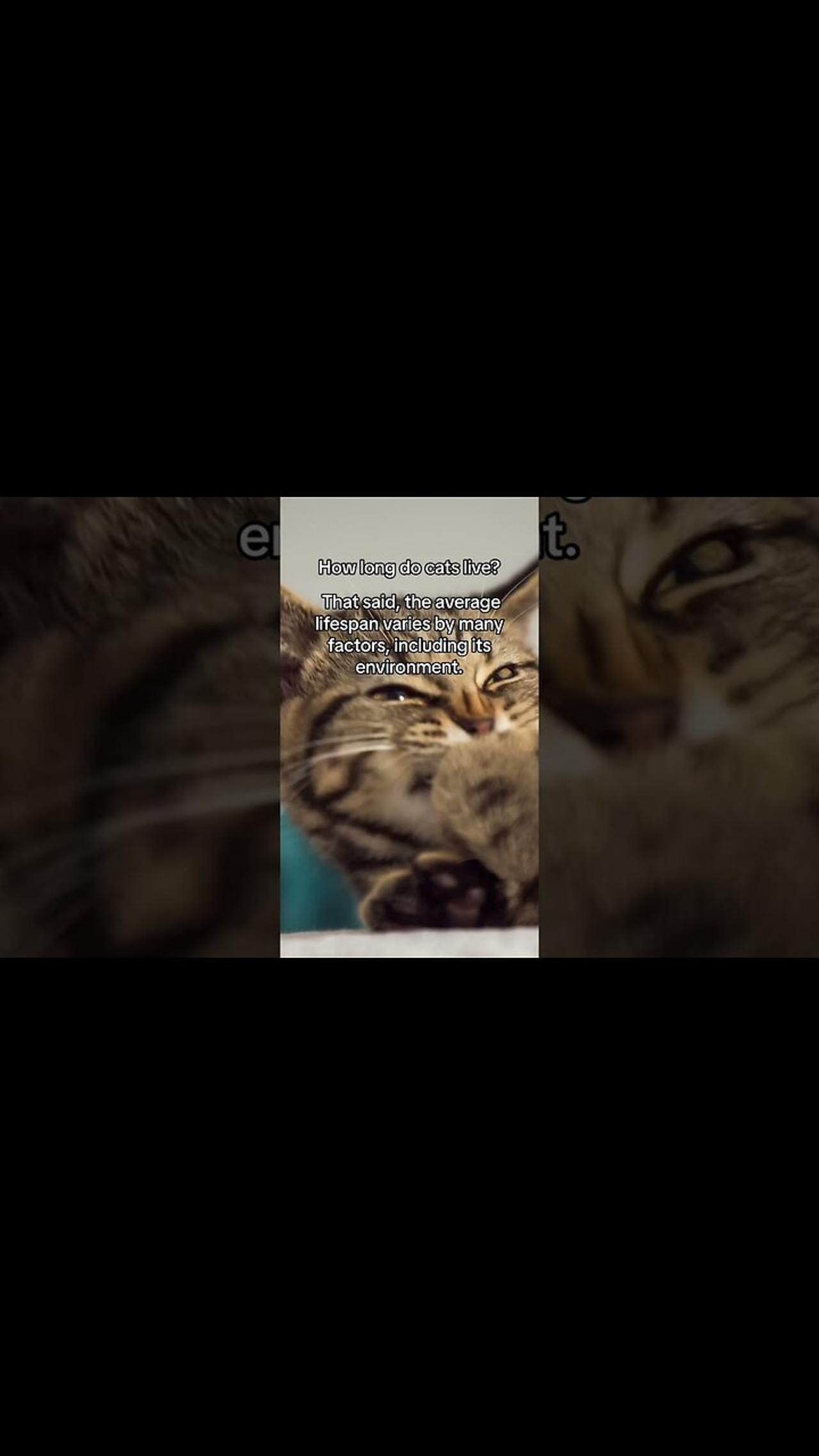 Copernicus the cat and his needs. - One News Page VIDEO