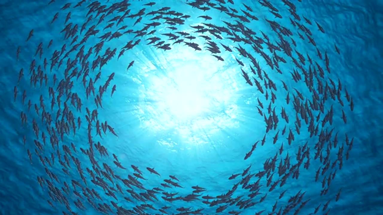 School Of Fish - One News Page VIDEO