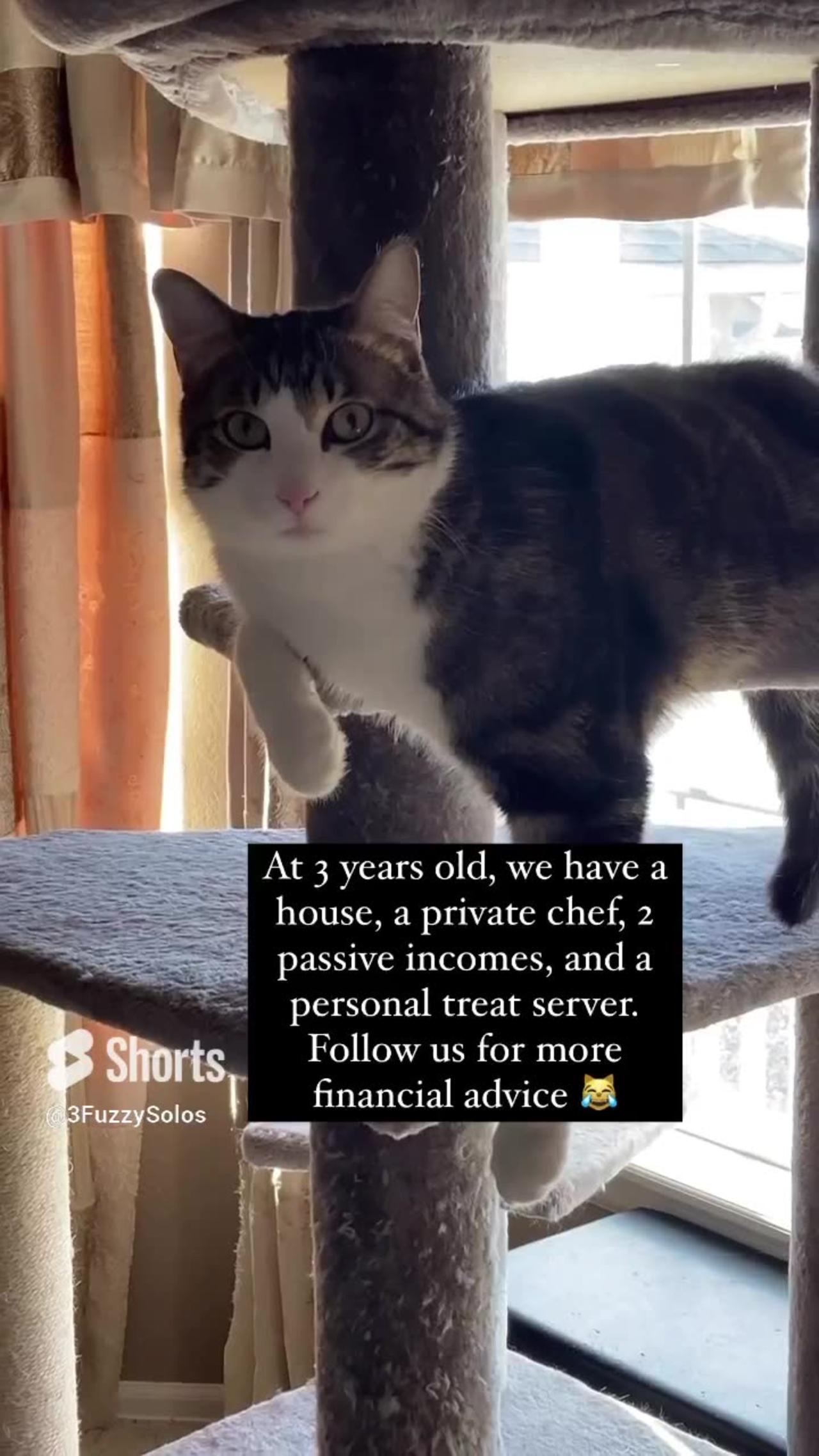 3 Fuzzy Solos’s financial advice is mooch off - One News Page VIDEO