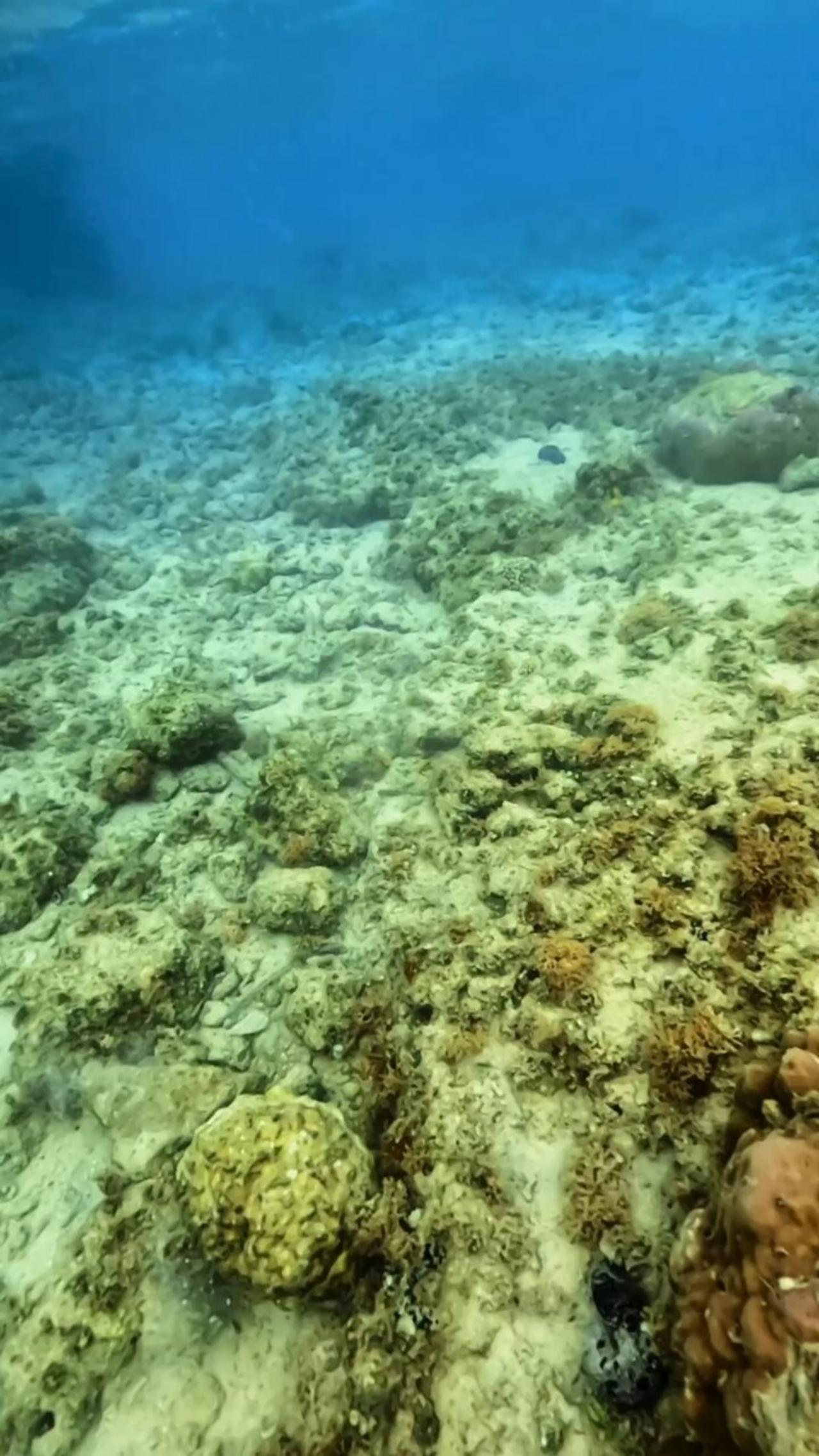 6 legged blue starfish - One News Page VIDEO