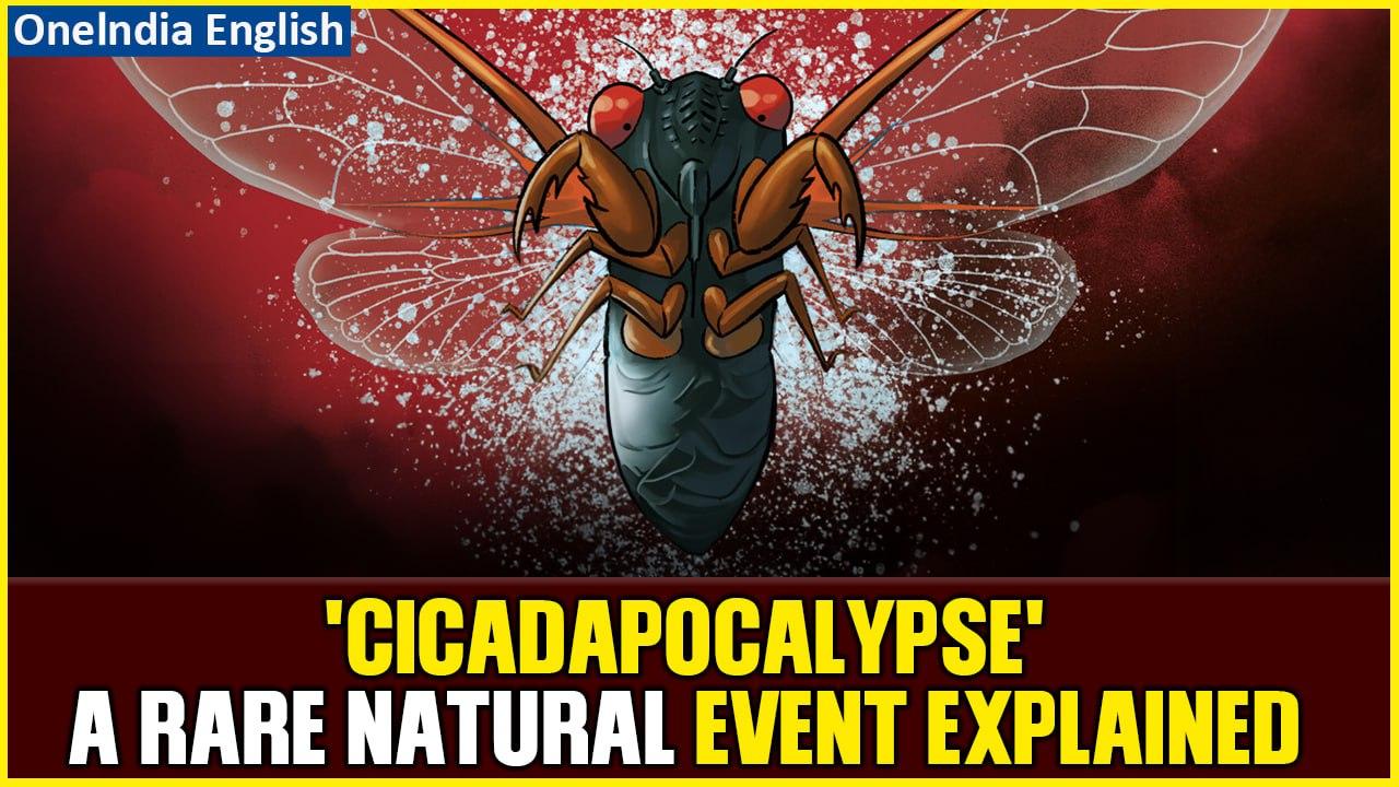 Biblical Swarms: Biggest Cicada Invasion in Over - One News Page VIDEO