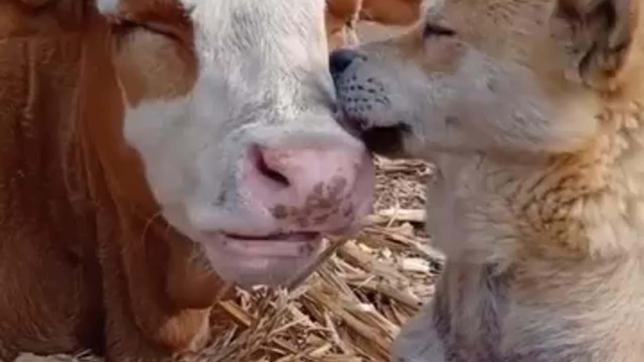 #Funny #Funny video#laugh# - One News Page VIDEO