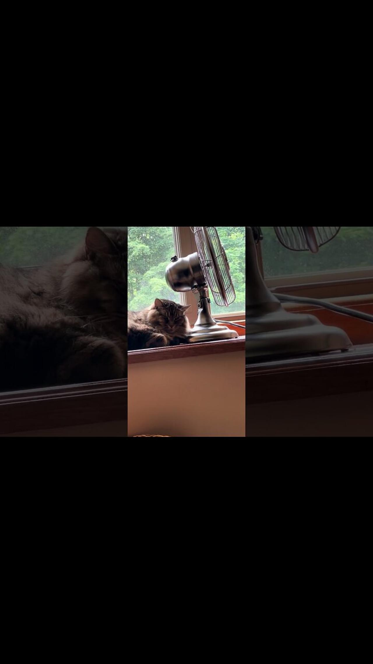 The Only Cat Petting Machine You’ll Ever Need - One News Page VIDEO