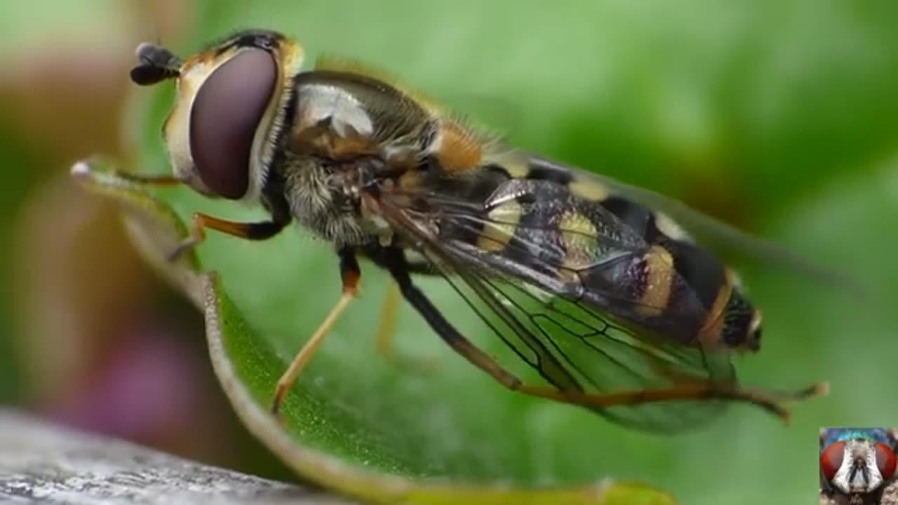 Small Insects Captured Pooping - One News Page VIDEO