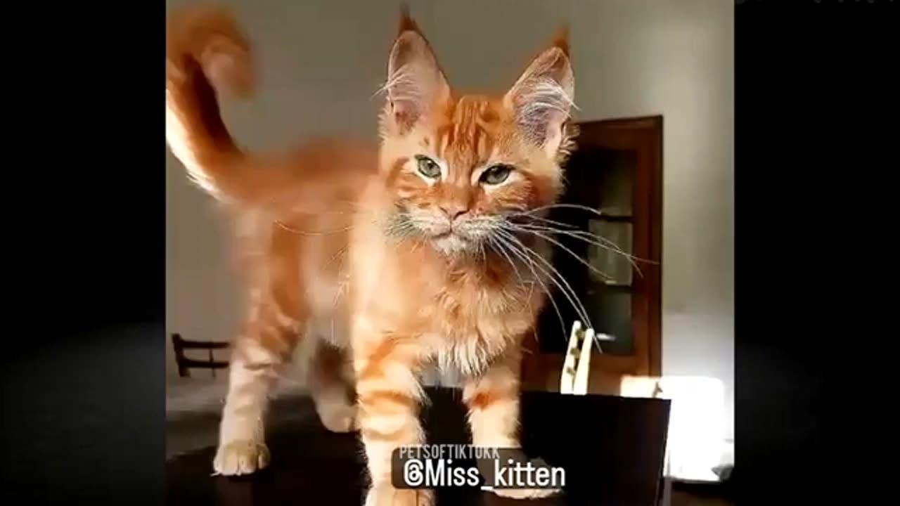 Funny tiktok animal videos 2024 - One News Page VIDEO