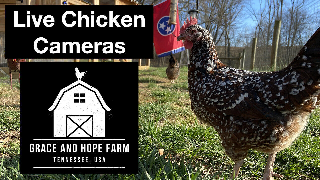 Live Chicken Cameras from Tennessee | New Chicks - One News Page VIDEO