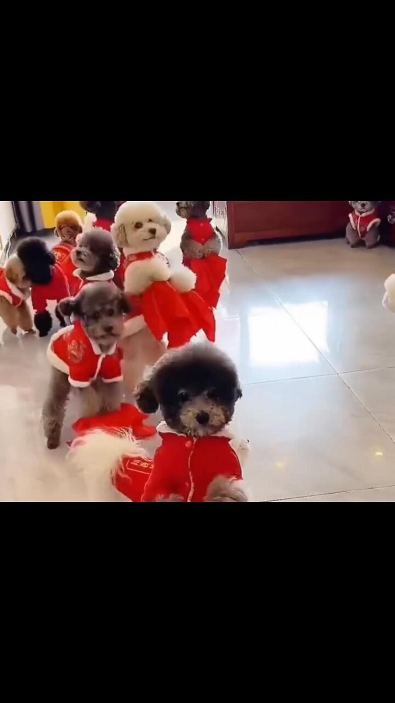 "Watch this pup groove to the beat! - One News Page VIDEO