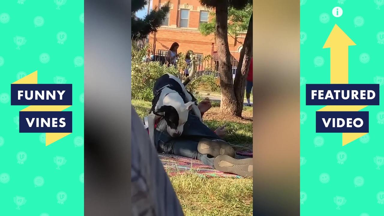 TRY NOT TO LAUGH - Funny Dogs - One News Page VIDEO