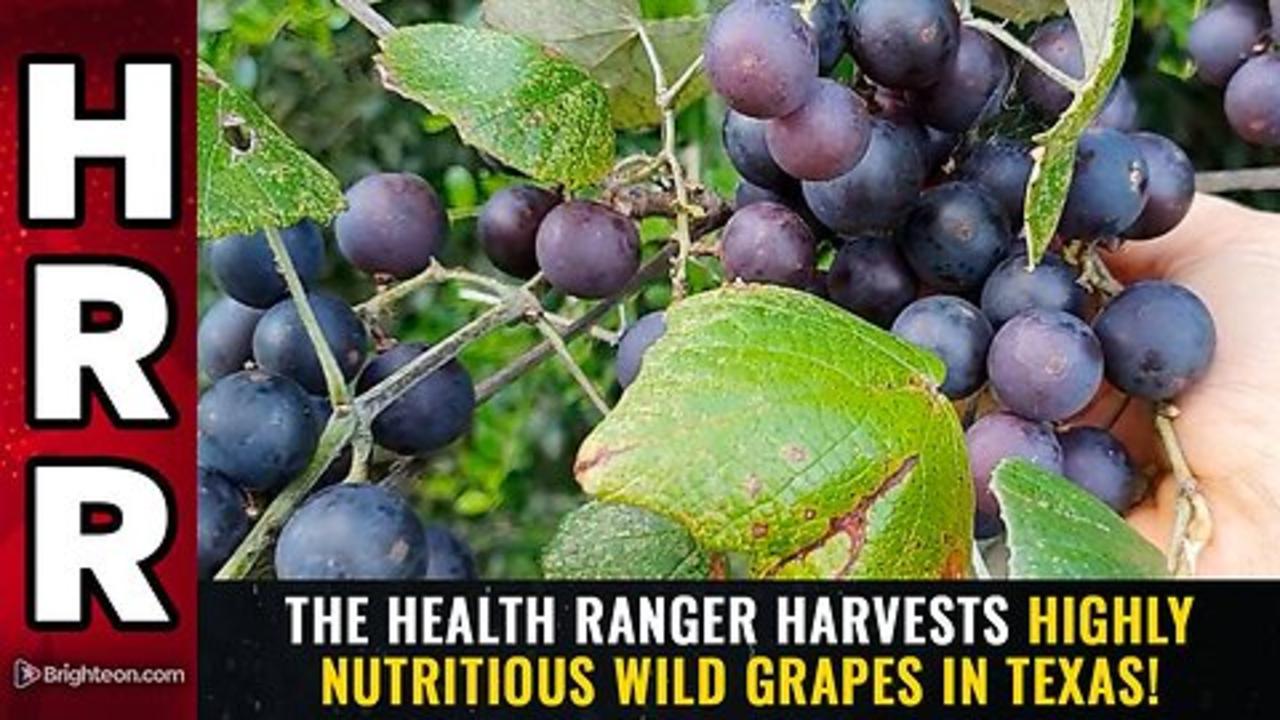 The Health Ranger harvests highly nutritious - One News Page VIDEO