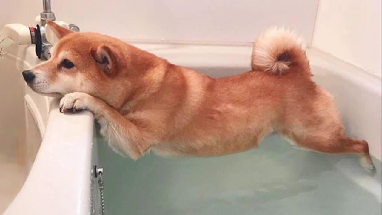 Hilarious Dogs Refusing to Take a Bath 🤣 | - One News Page VIDEO