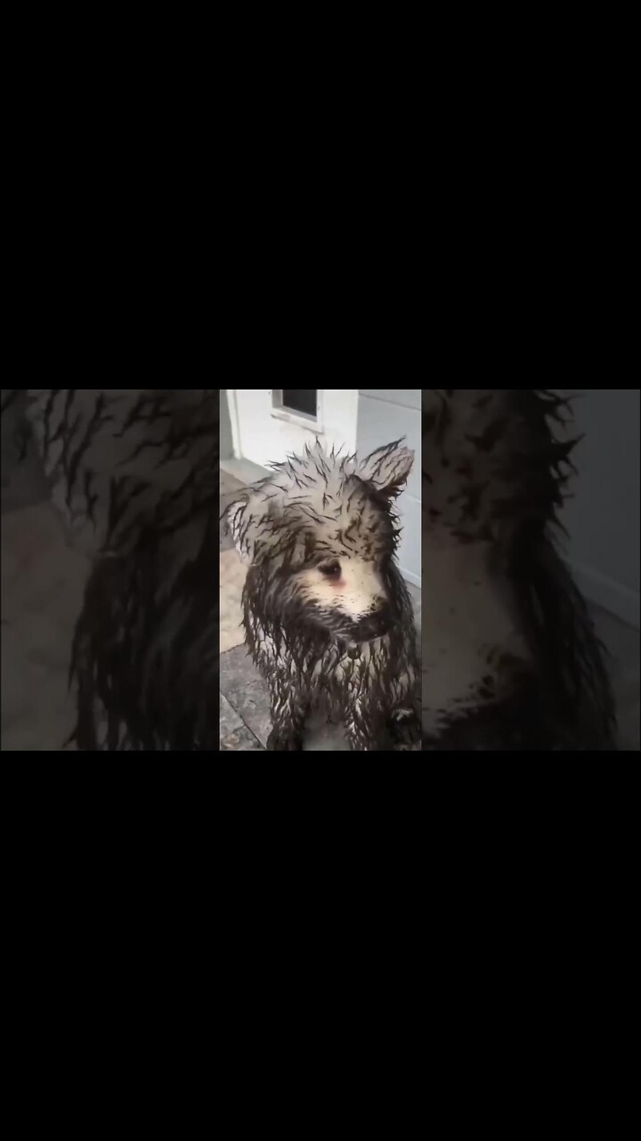 Cute Mud Dogs With Epic Voice Over - One News Page VIDEO