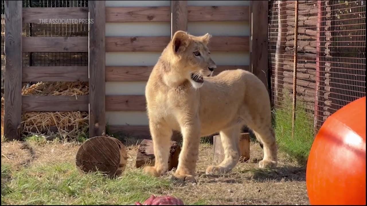 Freya the rescued lion cub is safe in South - One News Page VIDEO