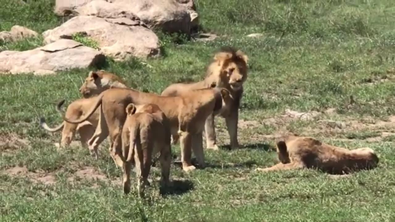 death fight in lions pride - One News Page VIDEO
