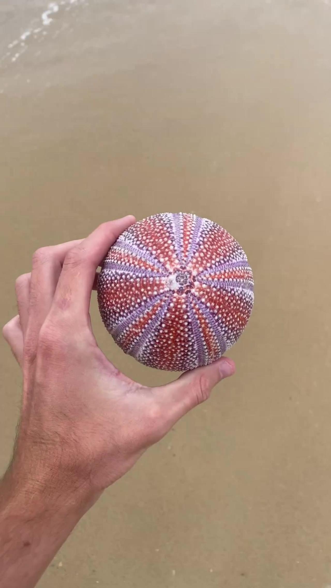 Sea Urchin Skeleton - One News Page VIDEO