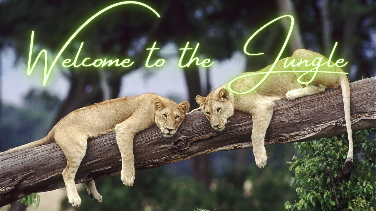 Jungle life and its beauty - One News Page VIDEO