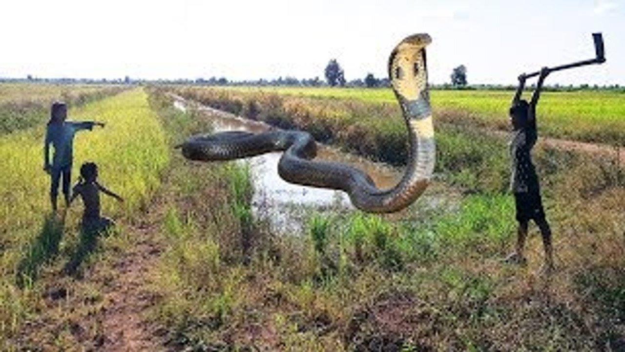 Terrifying!! Three Children Catch Big Snake - One News Page VIDEO