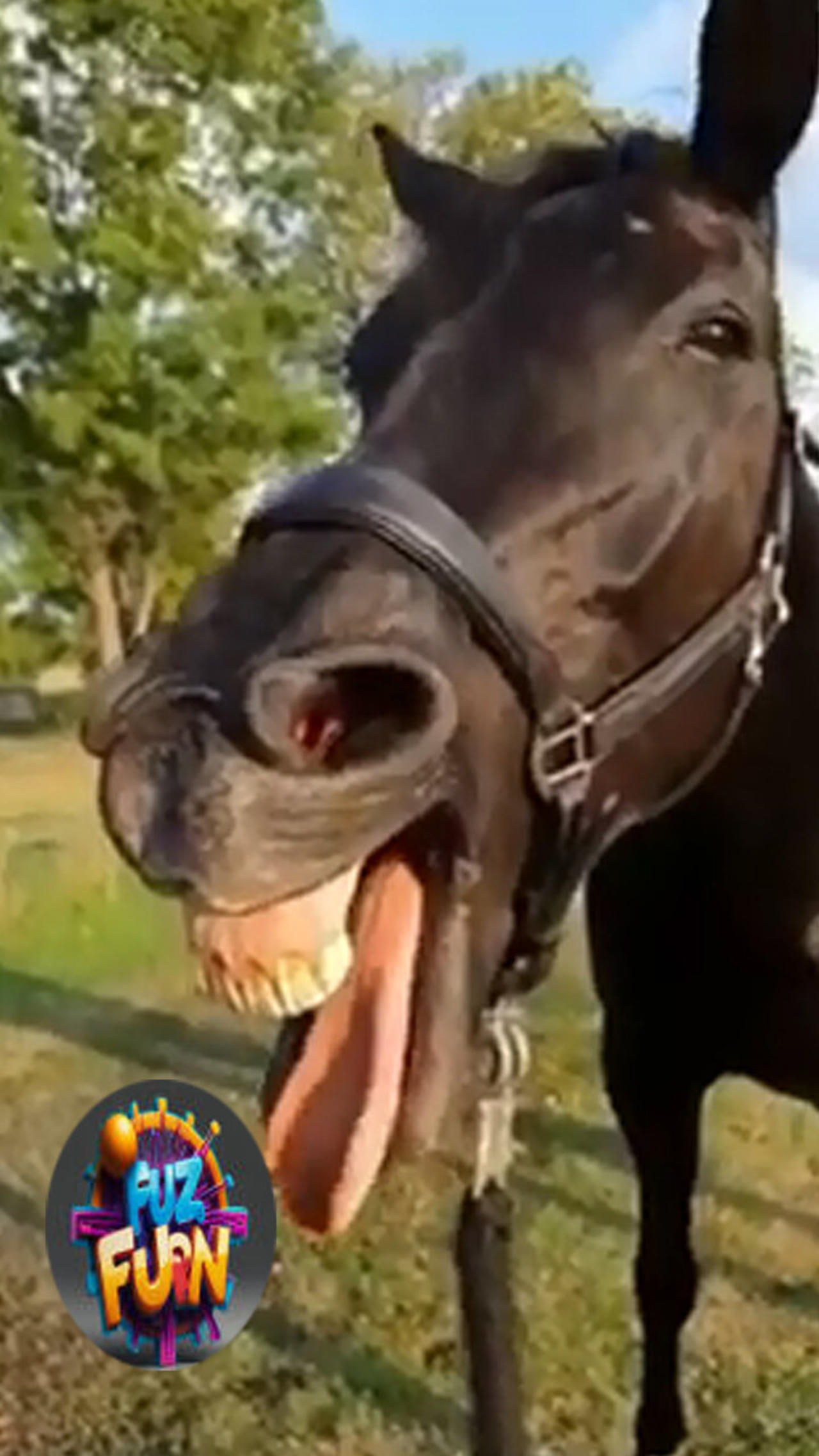 Funny horse singing opera song - One News Page VIDEO