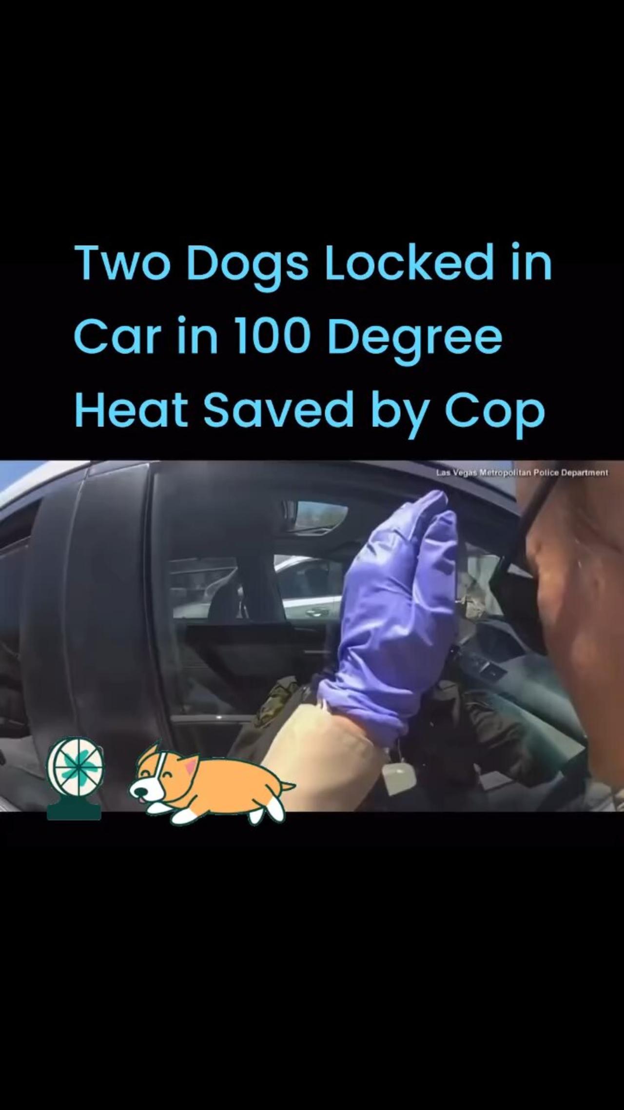 Two Dogs Locked in Car in 100 Degree Heat Saved - One News Page VIDEO
