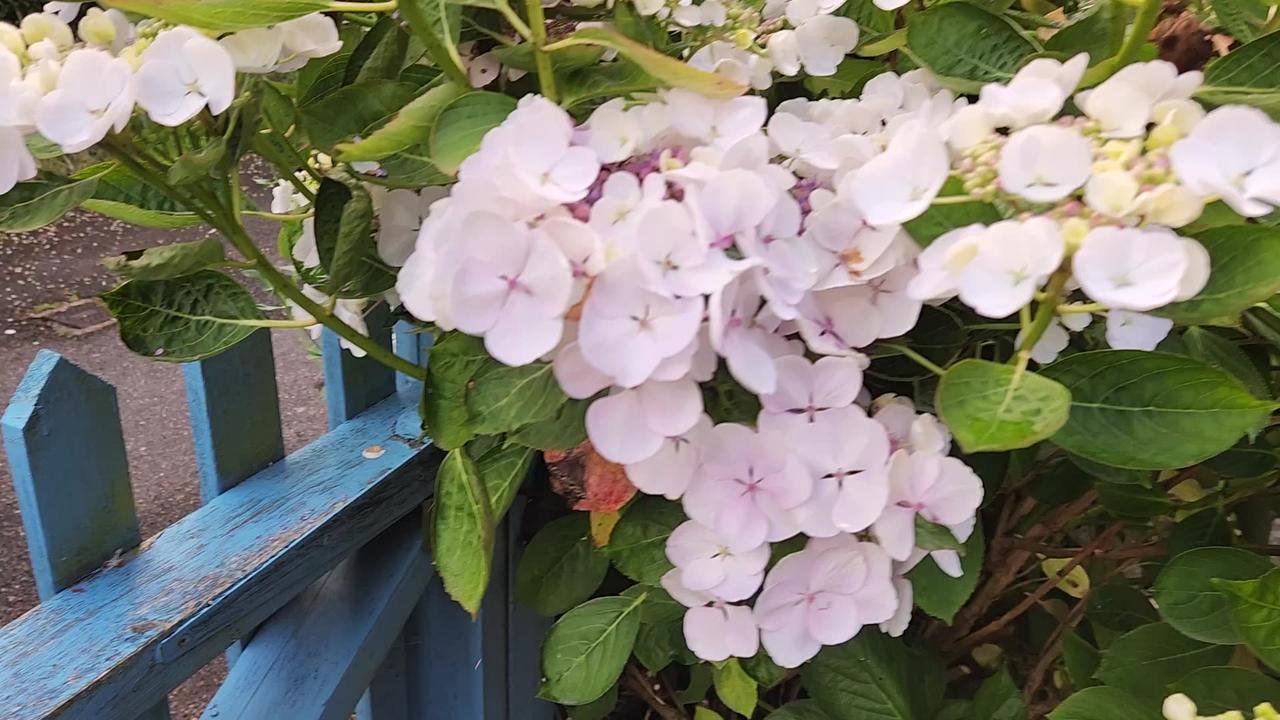 Spring loaded picket fence gate closer - One News Page VIDEO