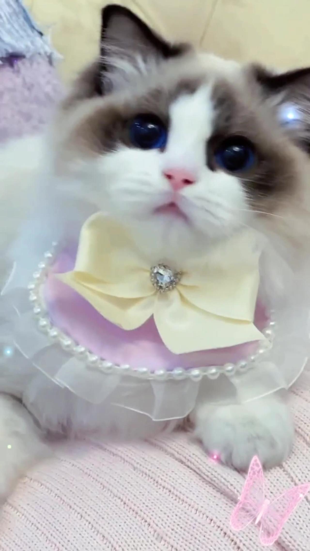 Pet cuddles are the best therapy - One News Page VIDEO