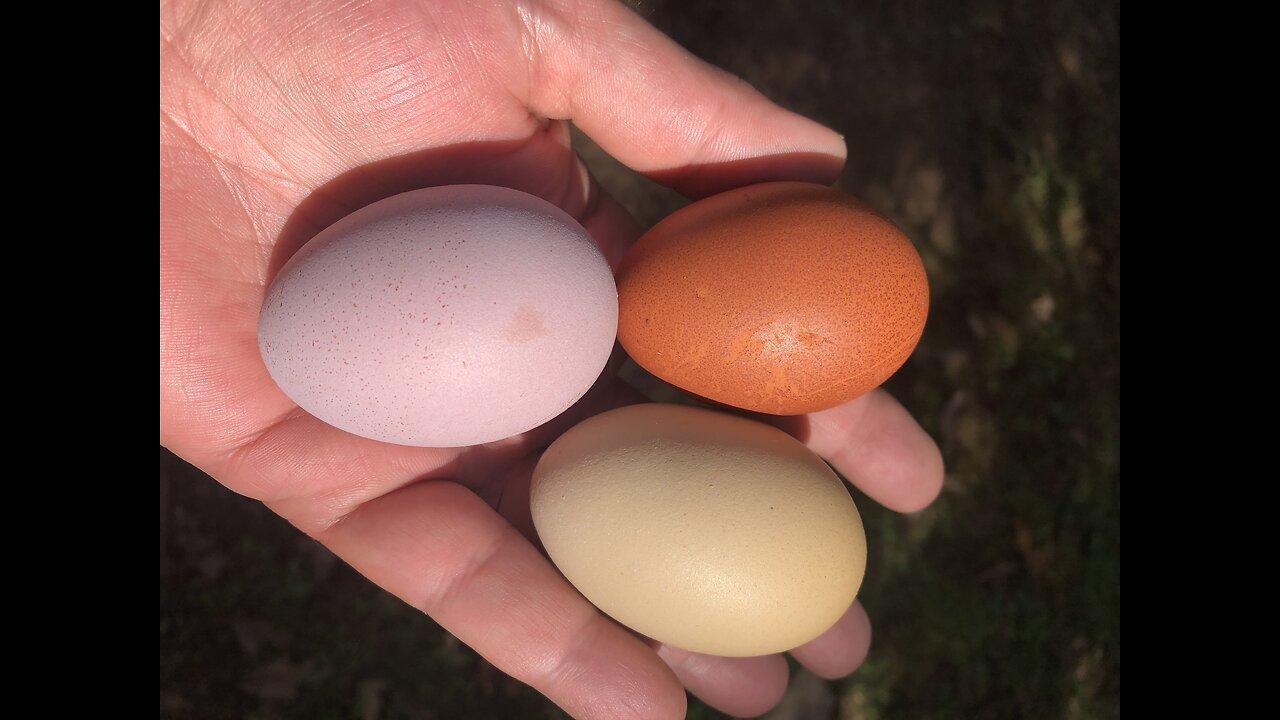 TRIGGered #8 - Legally Replace Biden? RFK Jr - One News Page VIDEO