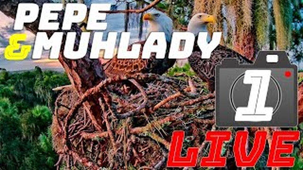 Central Florida Live Bald Eagle Nest - One News Page VIDEO Central Florida Live Bald Eagle Nest - One News Page VIDEO