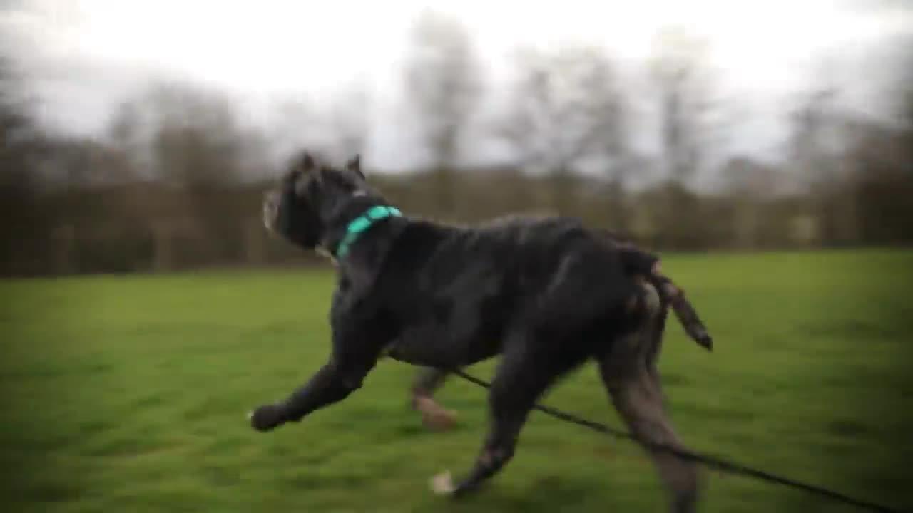 5 Dog Training Exercises You Should Do EVERY DAY - One News Page VIDEO
