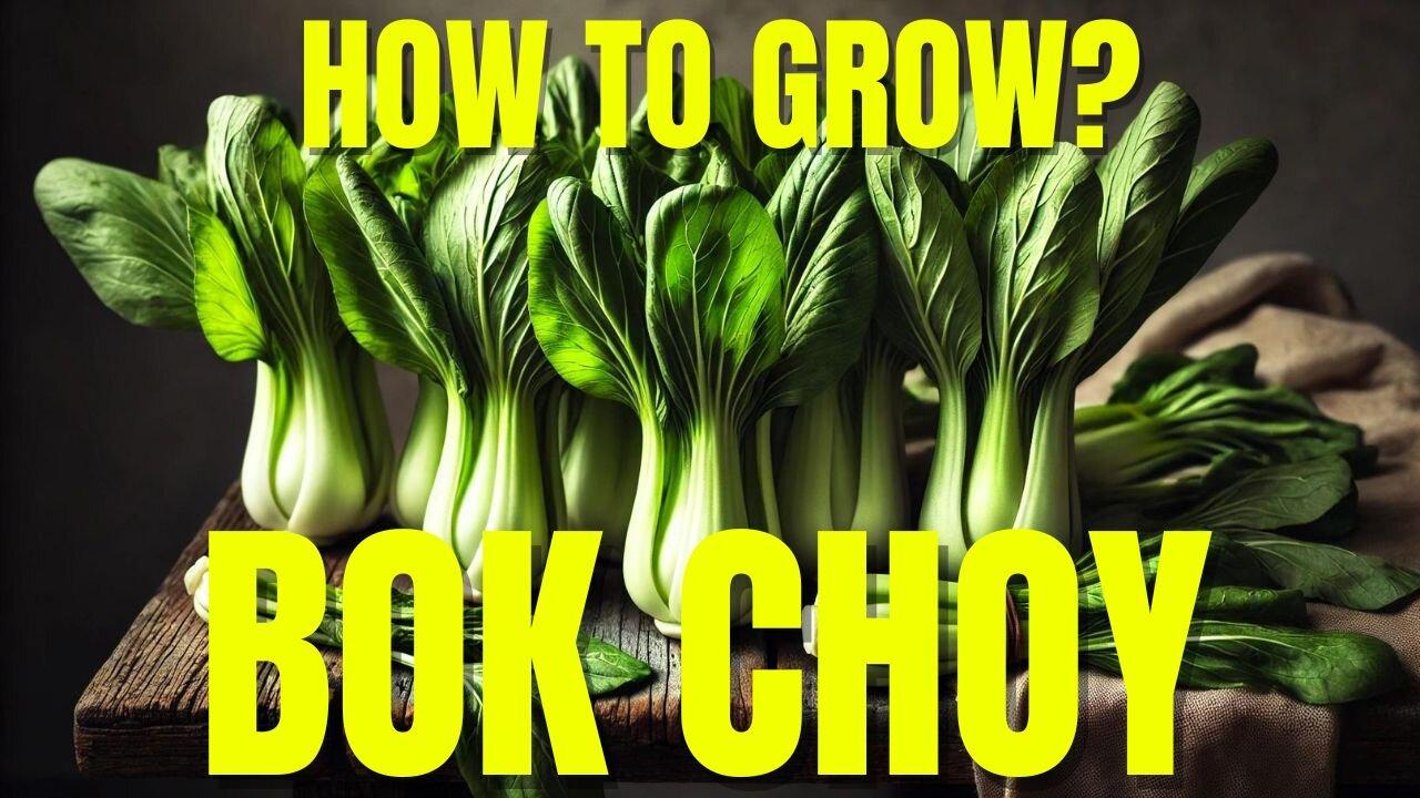 How to Grow Bok Choy: Master These Simple Tips! - One News Page VIDEO