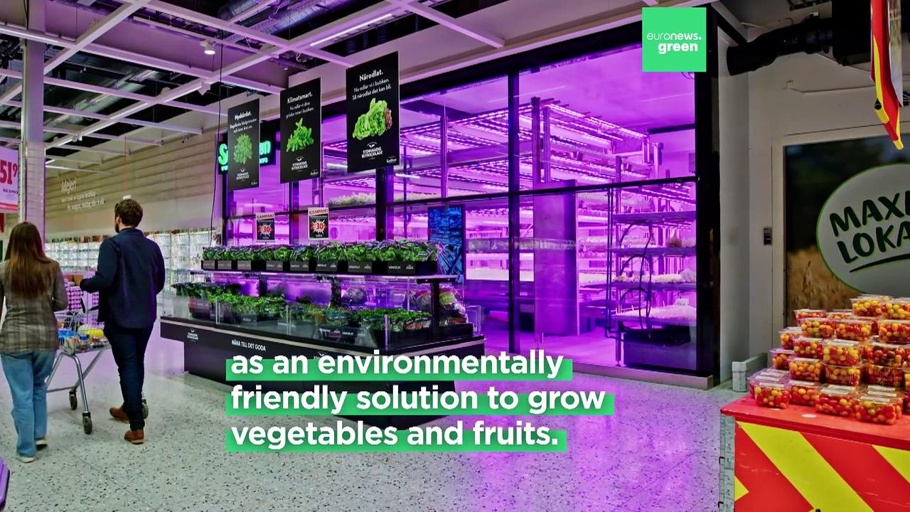 Meet SweGreen: This Swedish vertical farm - One News Page VIDEO