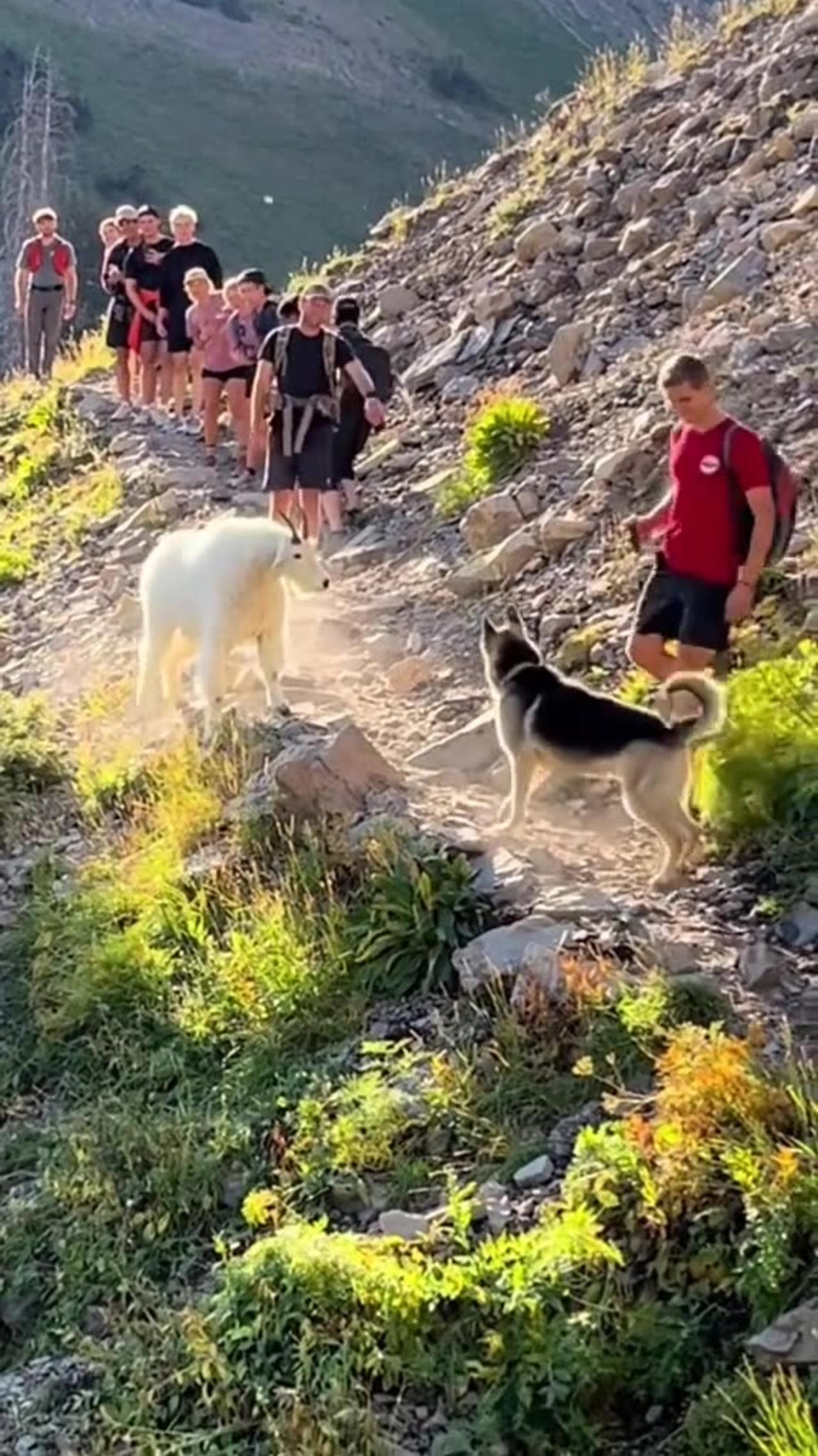 "Sheep-Like Animal Tries to Attack Dog - One News Page VIDEO