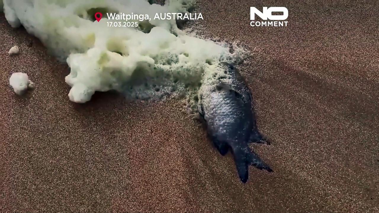 Toxic foam and dead fish force beach closures in - One News Page VIDEO