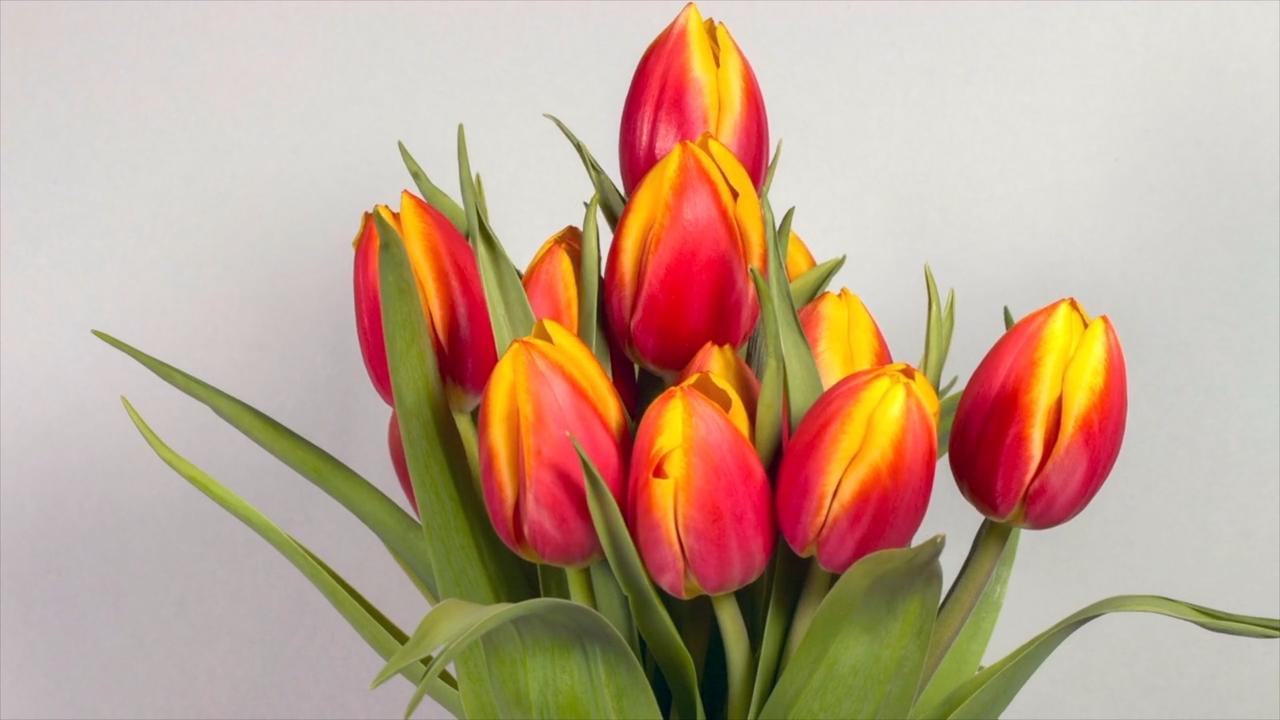 How to Keep Your Tulips Standing Tall and - One News Page VIDEO