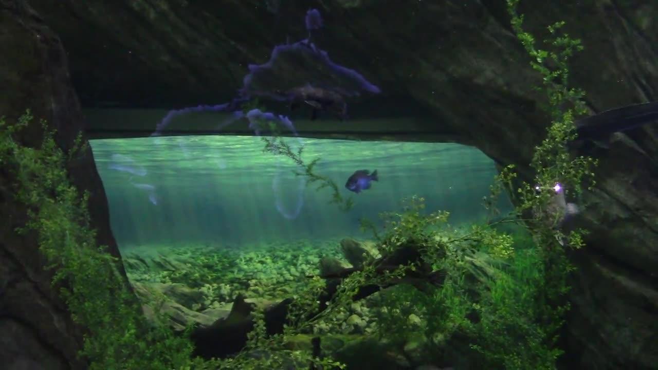 Fish Bowl Video - One News Page VIDEO