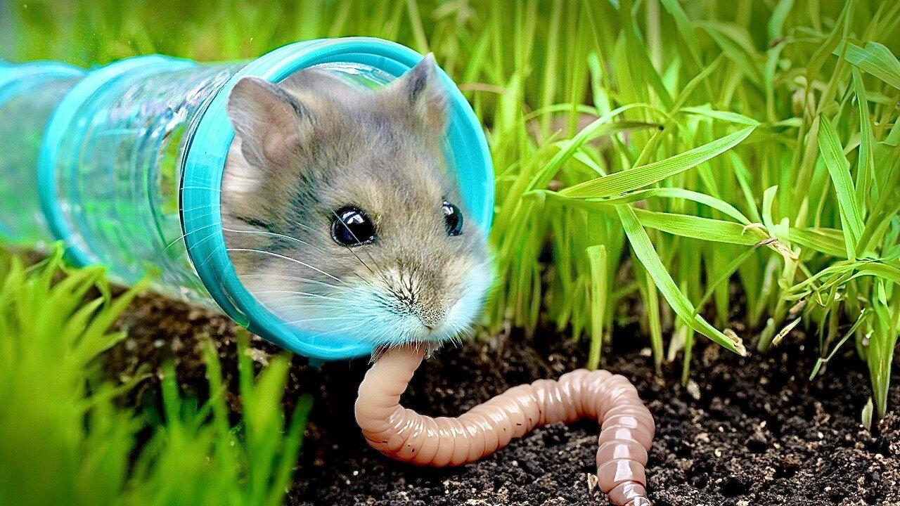 Testing a Hamster's Survival Skills - One News Page VIDEO