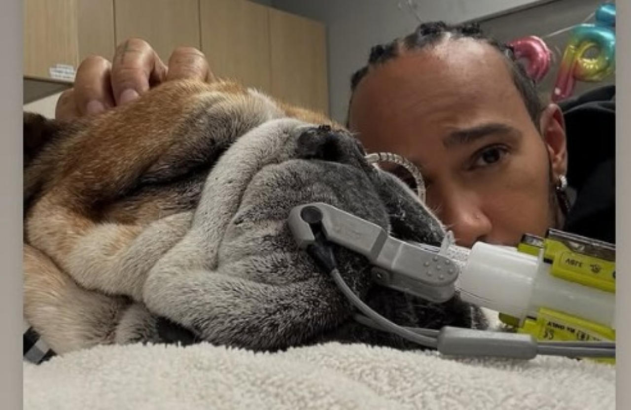 Sir Lewis Hamilton's dog Roscoe put in a coma - One News Page VIDEO