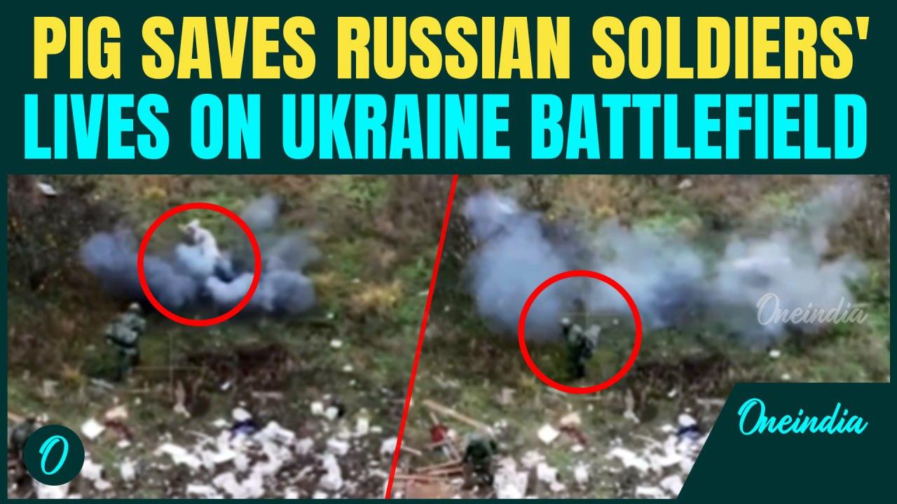 Russians Saved by a PIG: Drone Footage Shows Pig - One News Page VIDEO