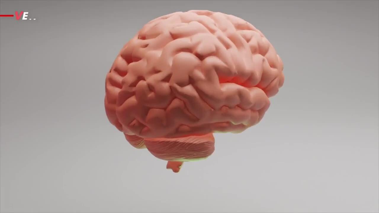 How the Structure of Your Brain Shapes the Way - One News Page VIDEO