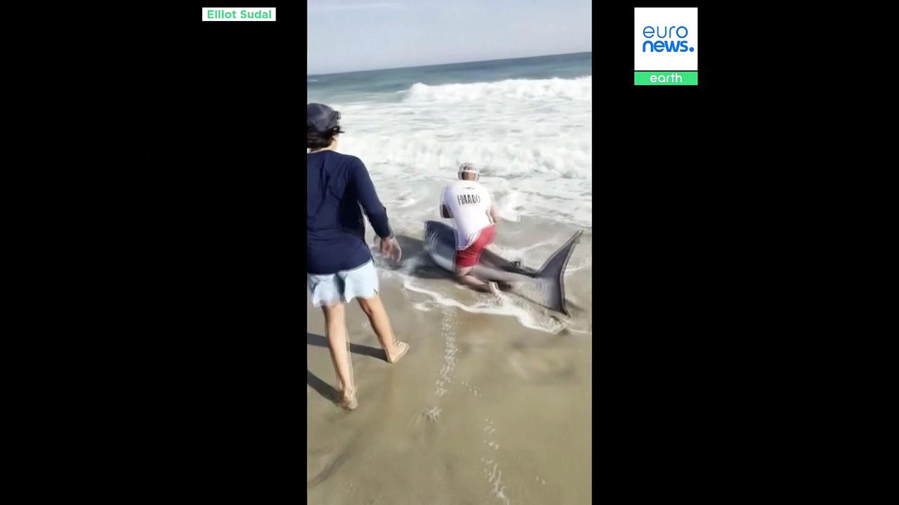 Fisherman wrestles great white shark to free it - One News Page VIDEO